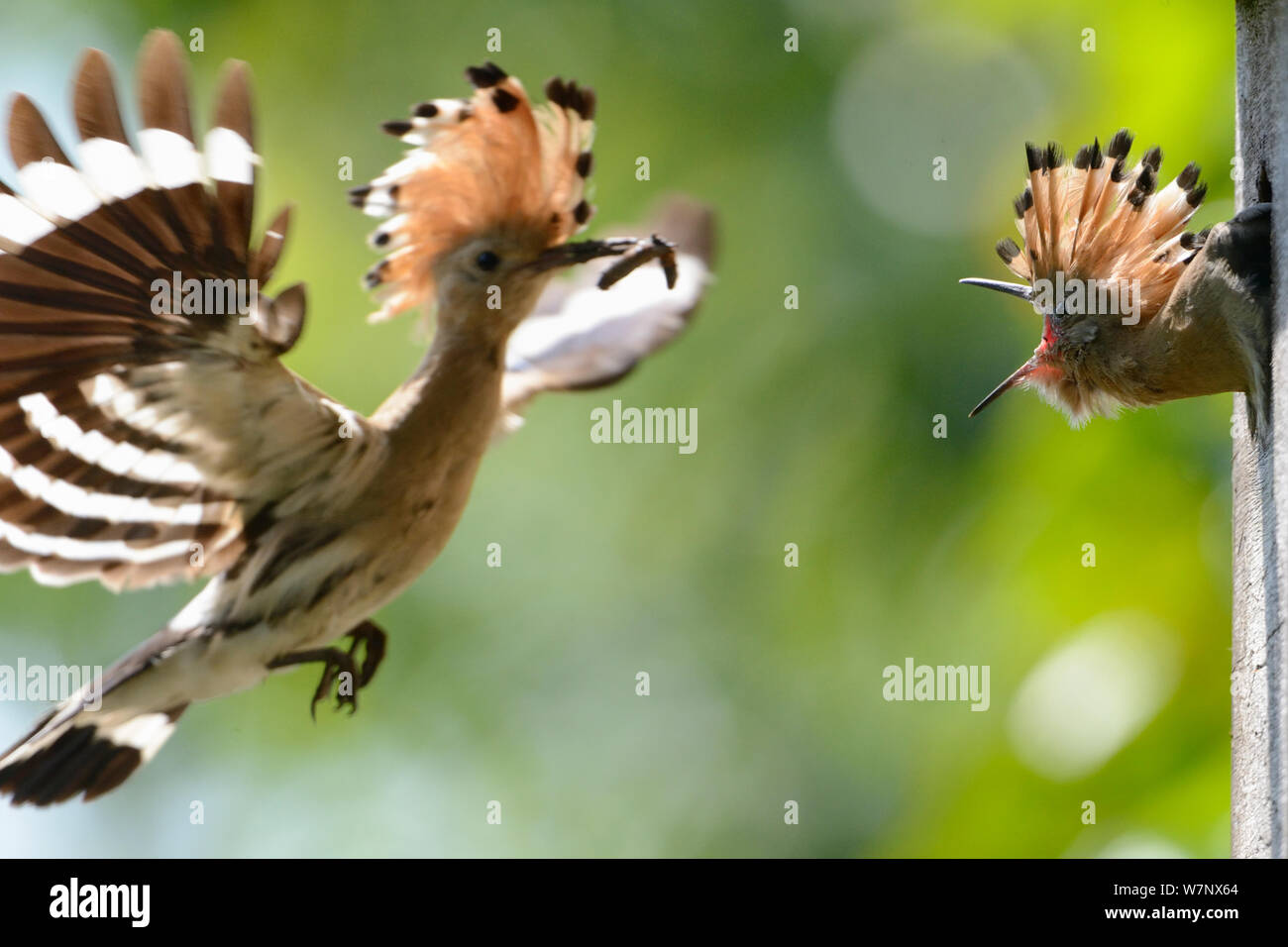 Eurasian Hoopoe (Upupa epops) adult arriving at nest box to feed young ...