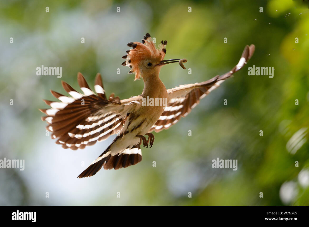 Hoopoe Flying