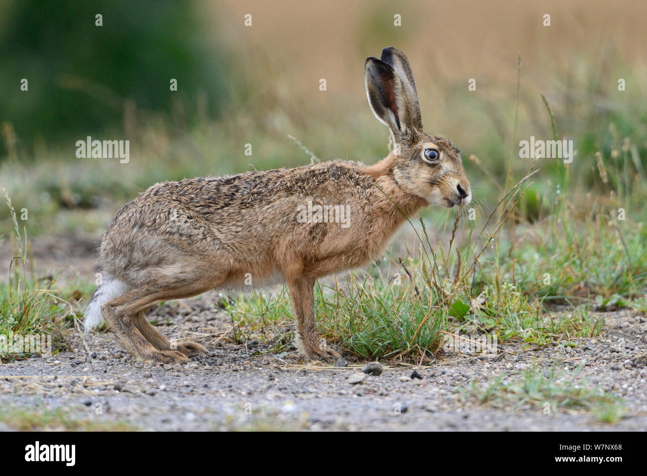 Hare (Lepus europaeus). Vosges, France, August Stock Photo - Alamy