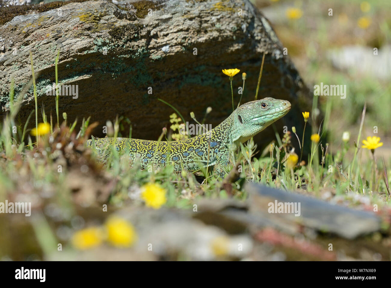 Ocellated lizard (Lacerta lepida) among summer flowers. Extramadura ...