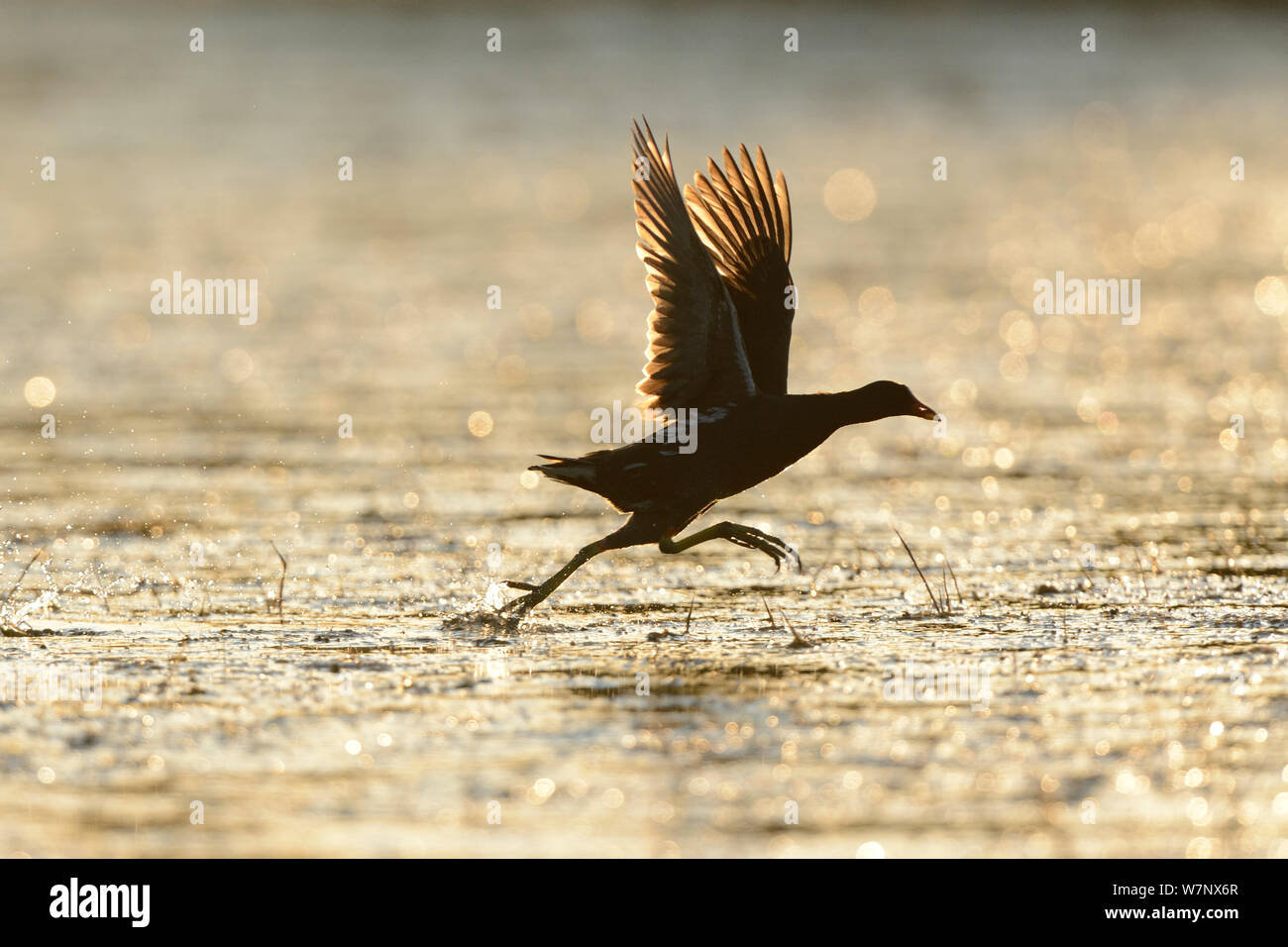 Flying moorhen hi-res stock photography and images - Alamy