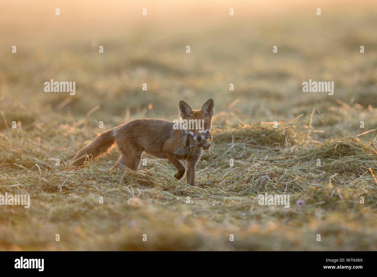Red Fox (Vulpes vulpes) with rodent prey. Vosges, France, June Stock ...