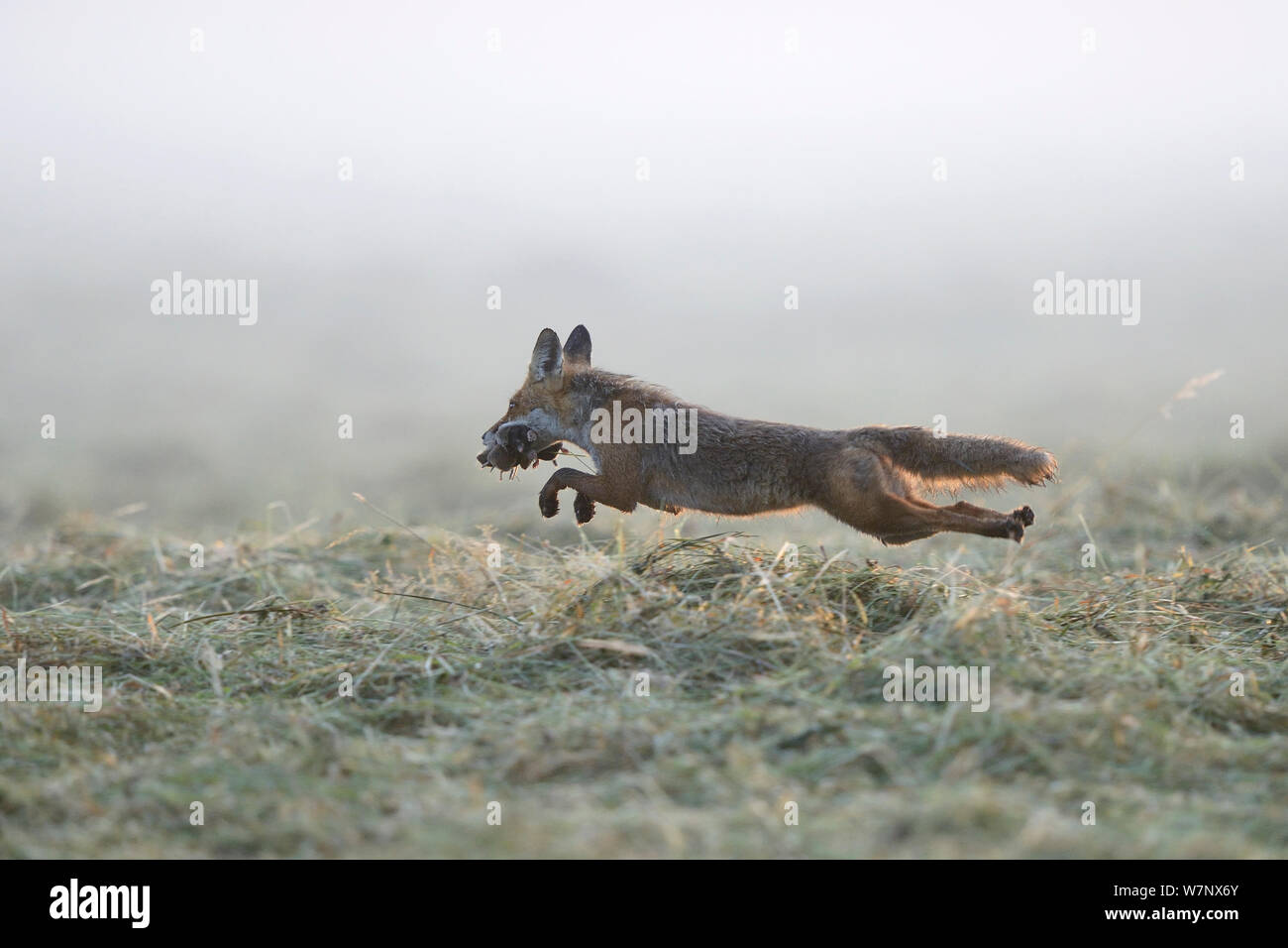 Leaping fox hi-res stock photography and images - Alamy