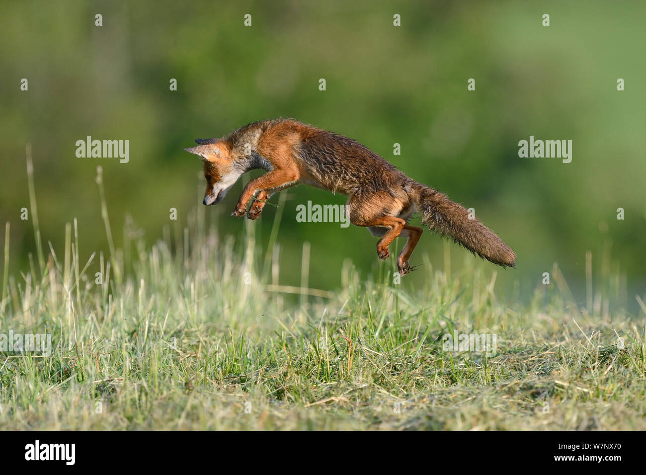 Red fox europe leaping hi-res stock photography and images - Alamy