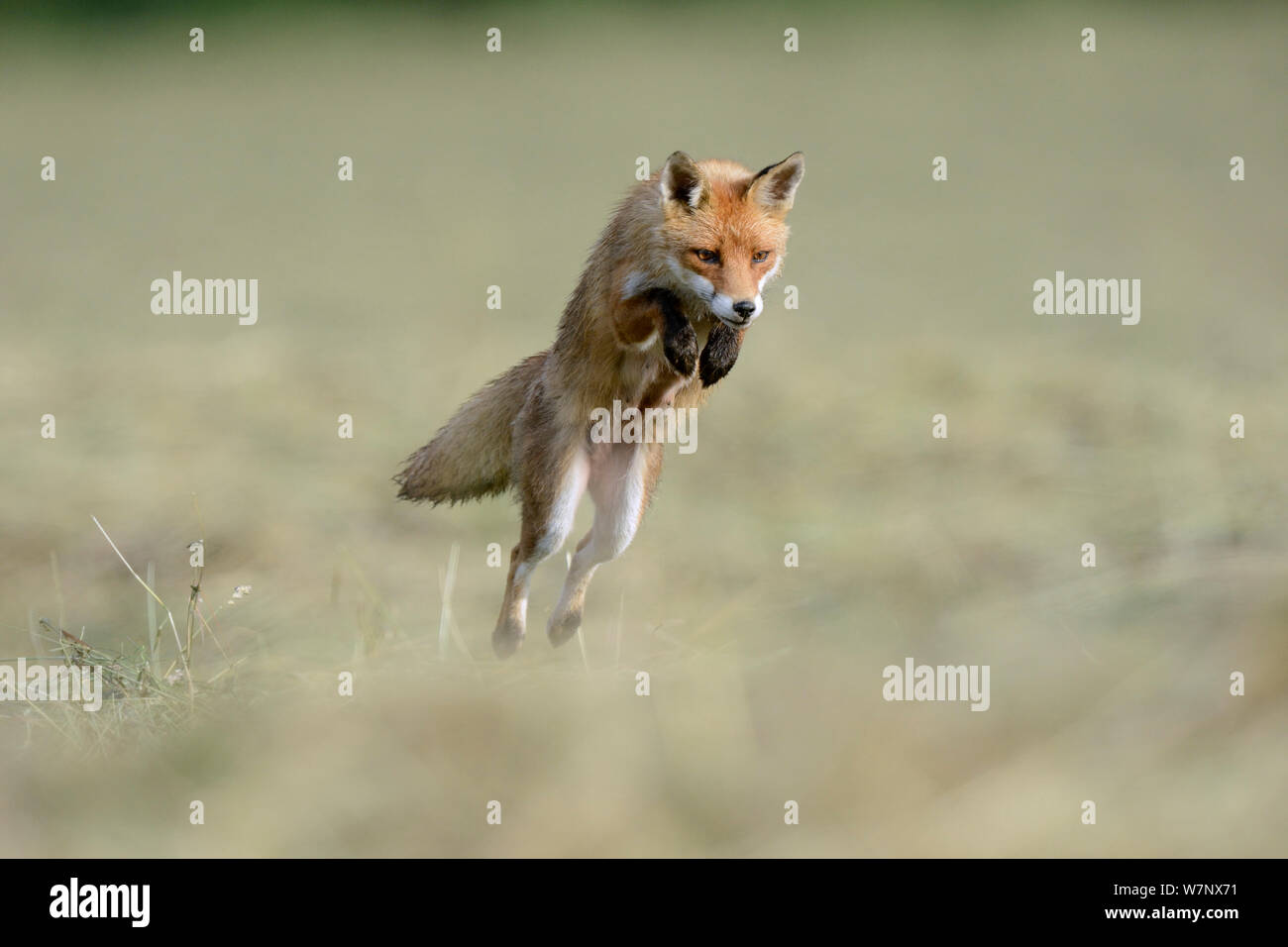 Red Fox (Vulpes vulpes) pouncing on prey, Vosges, France, June Stock ...