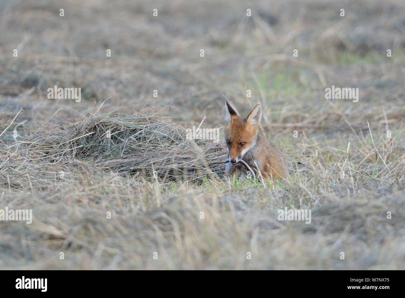 Fox snake hi-res stock photography and images - Alamy