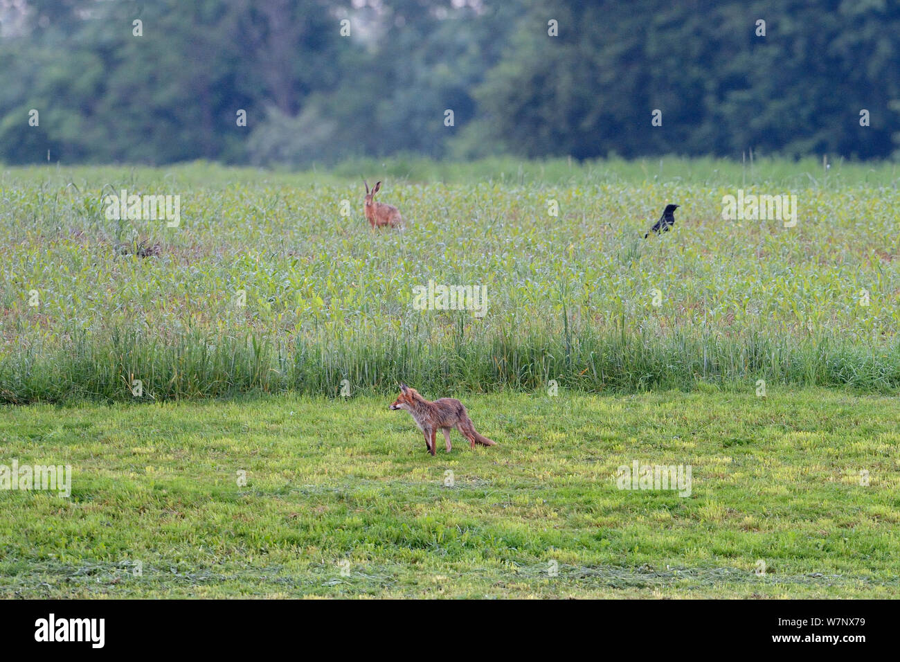 Species of crows hi-res stock photography and images - Alamy