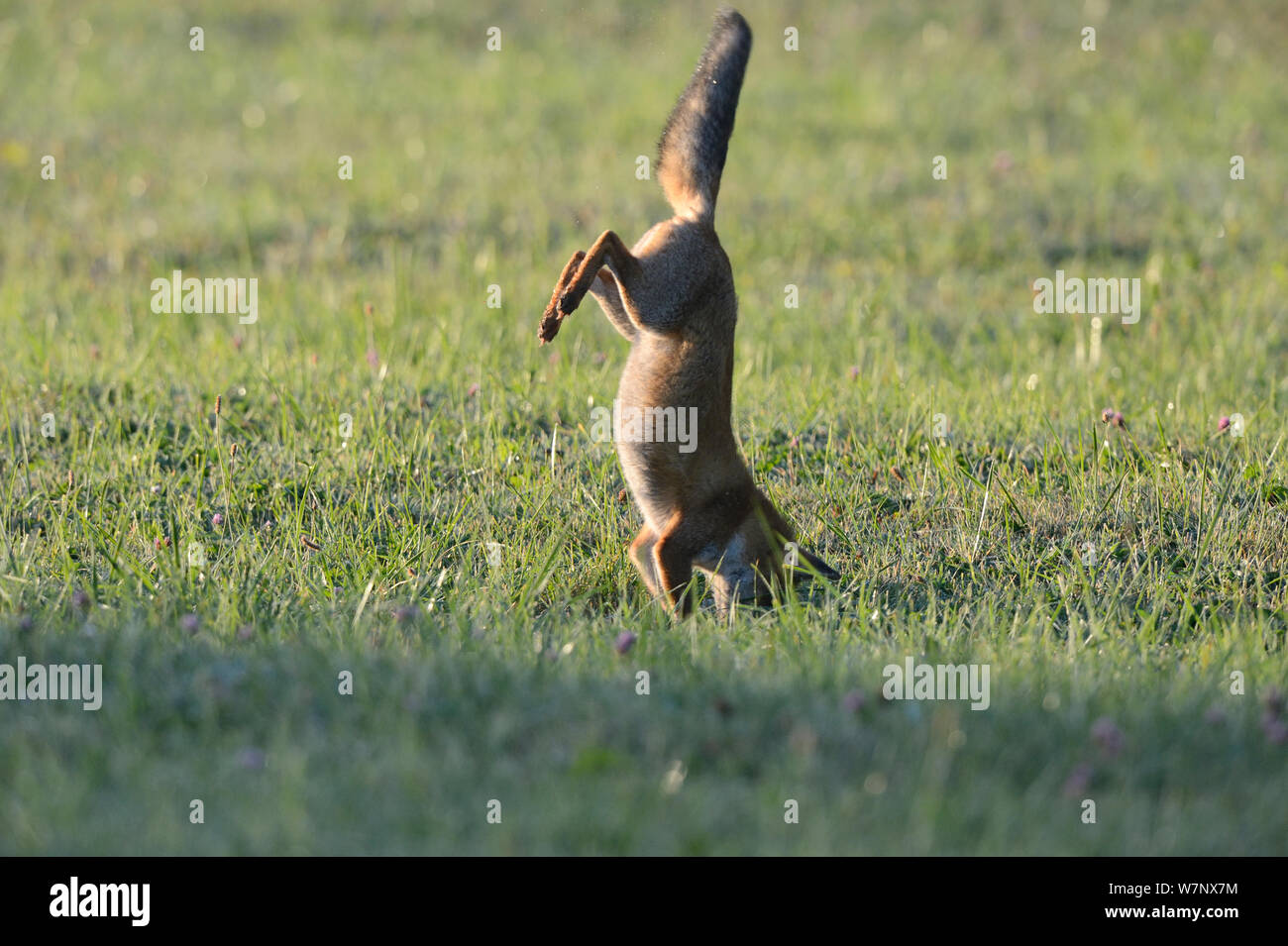 Red Fox (Vulpes vulpes) pouncing on to prey. Vosges, France, July Stock ...