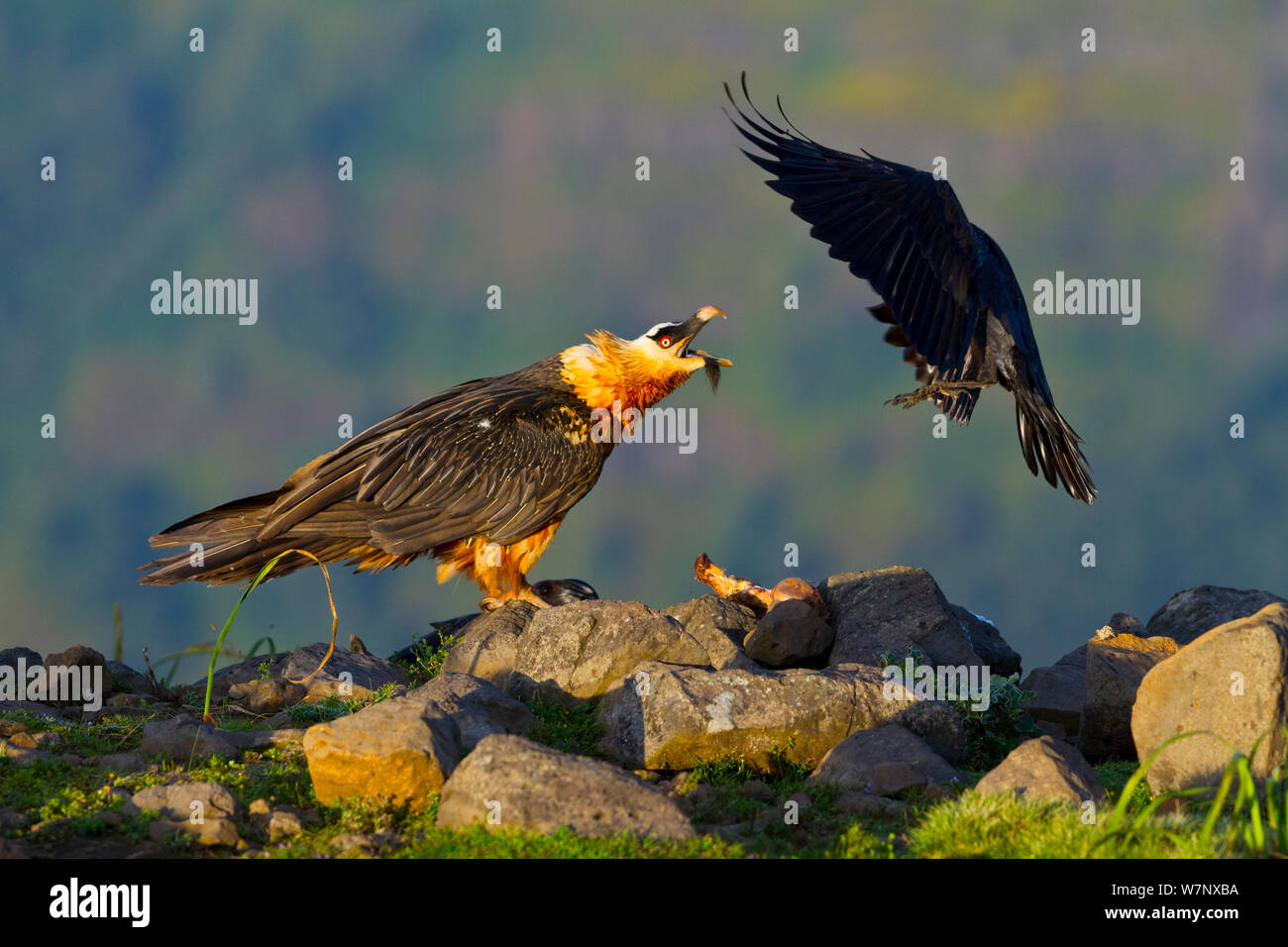 Raven with prey hi-res stock photography and images - Alamy