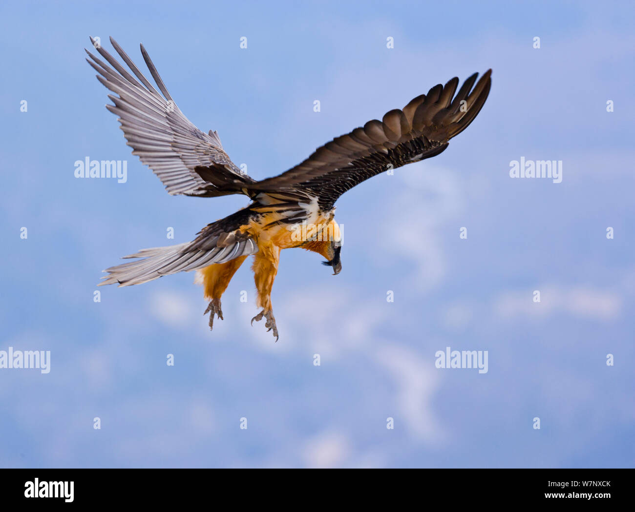 Lammergeier / Bearded Vulture (Gypaetus barbatus) in flight. Ordesa ...