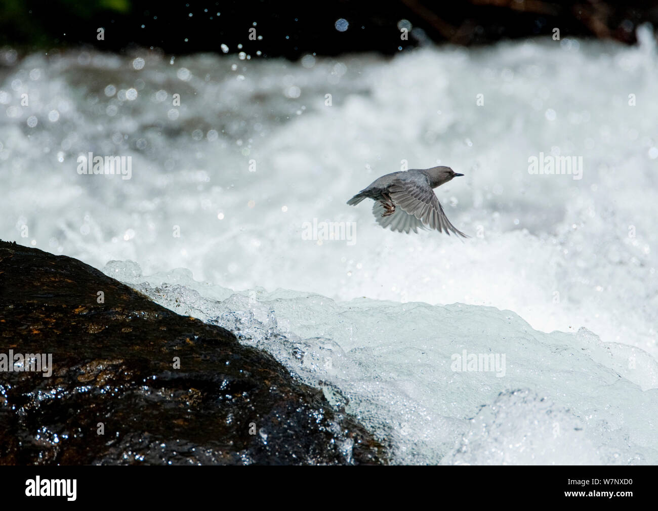 Flying dipper hi-res stock photography and images - Alamy