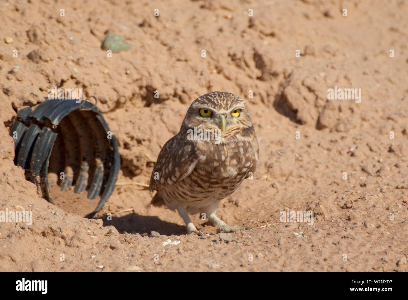 Burrowing Owl (Athene cunicularia) outside its artifical nest burrow ...