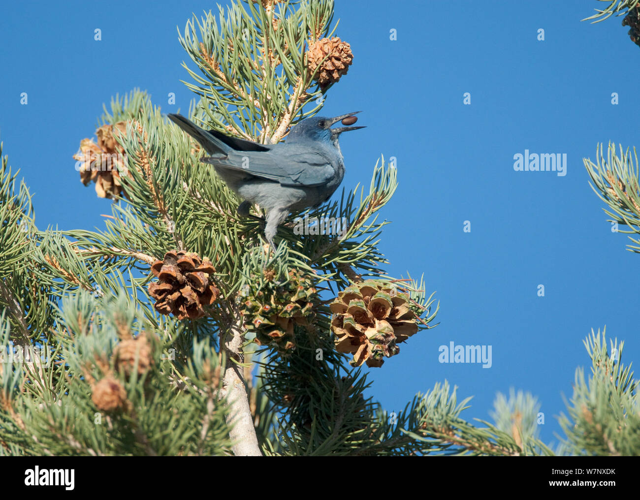 Pinyon jays hi-res stock photography and images - Alamy