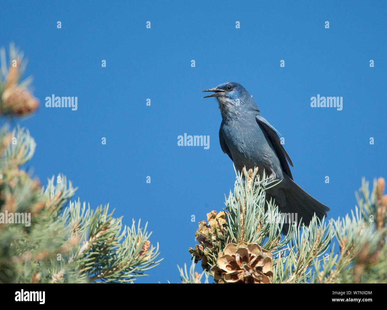Pinyon jays hi-res stock photography and images - Alamy