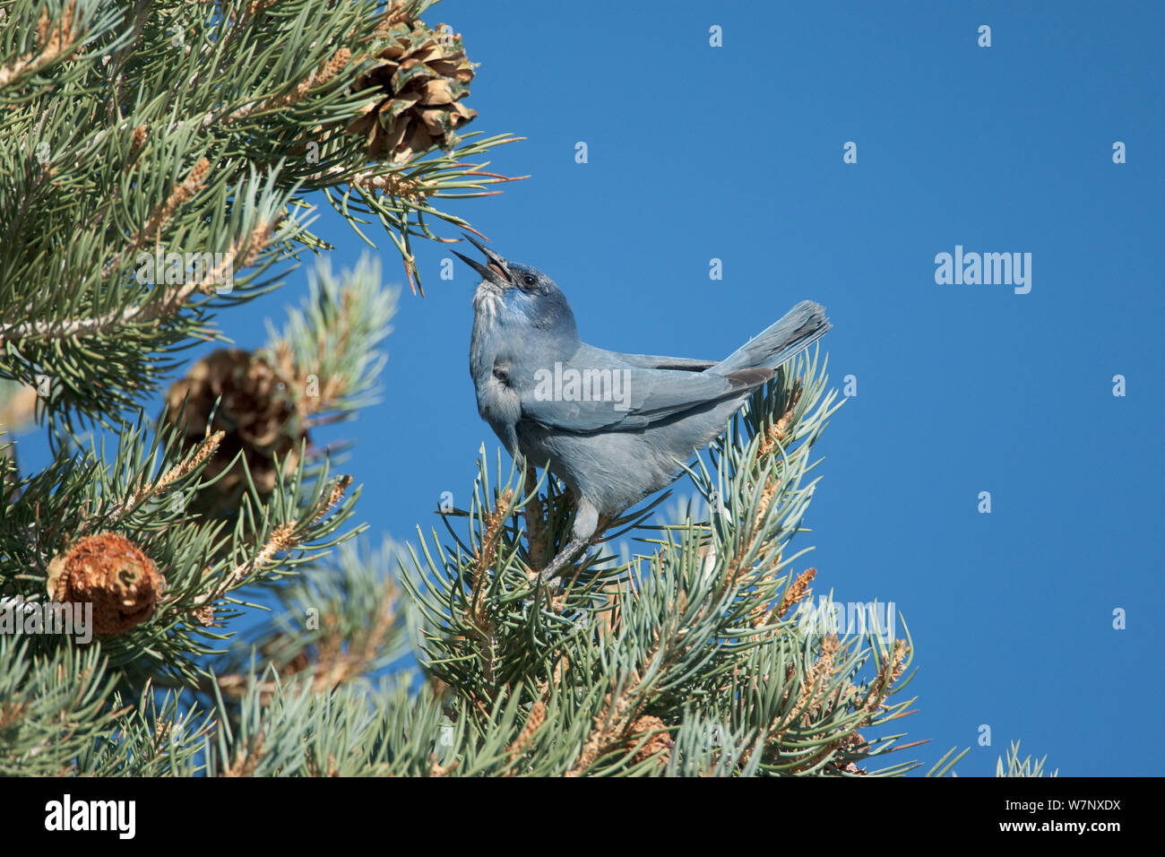 Pinyon Jay (Gymnorhinus cyanocephalus), gathering Pinyon Pine seeds in ...