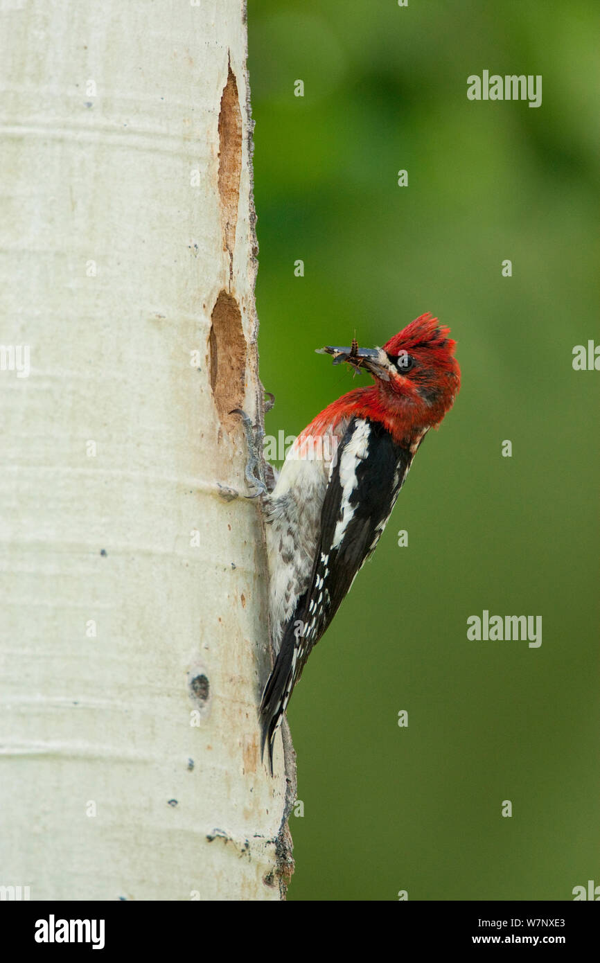 Sap sucker hi-res stock photography and images - Alamy