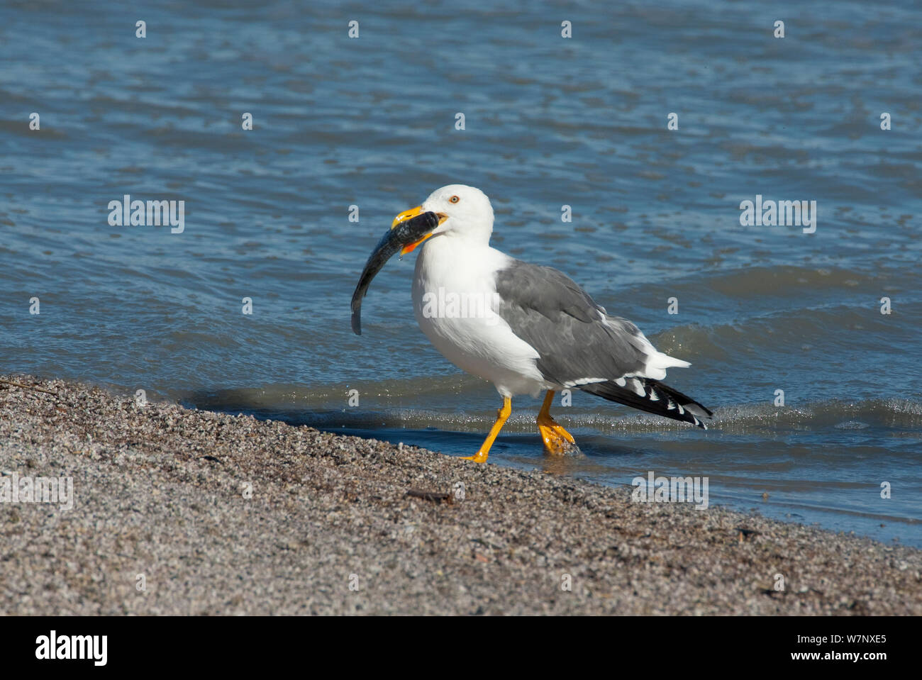 Gull with very large fish hi-res stock photography and images - Alamy