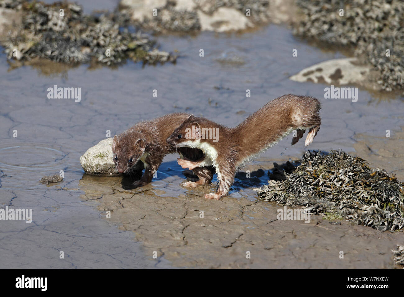Stoats and weasels hi-res stock photography and images - Alamy