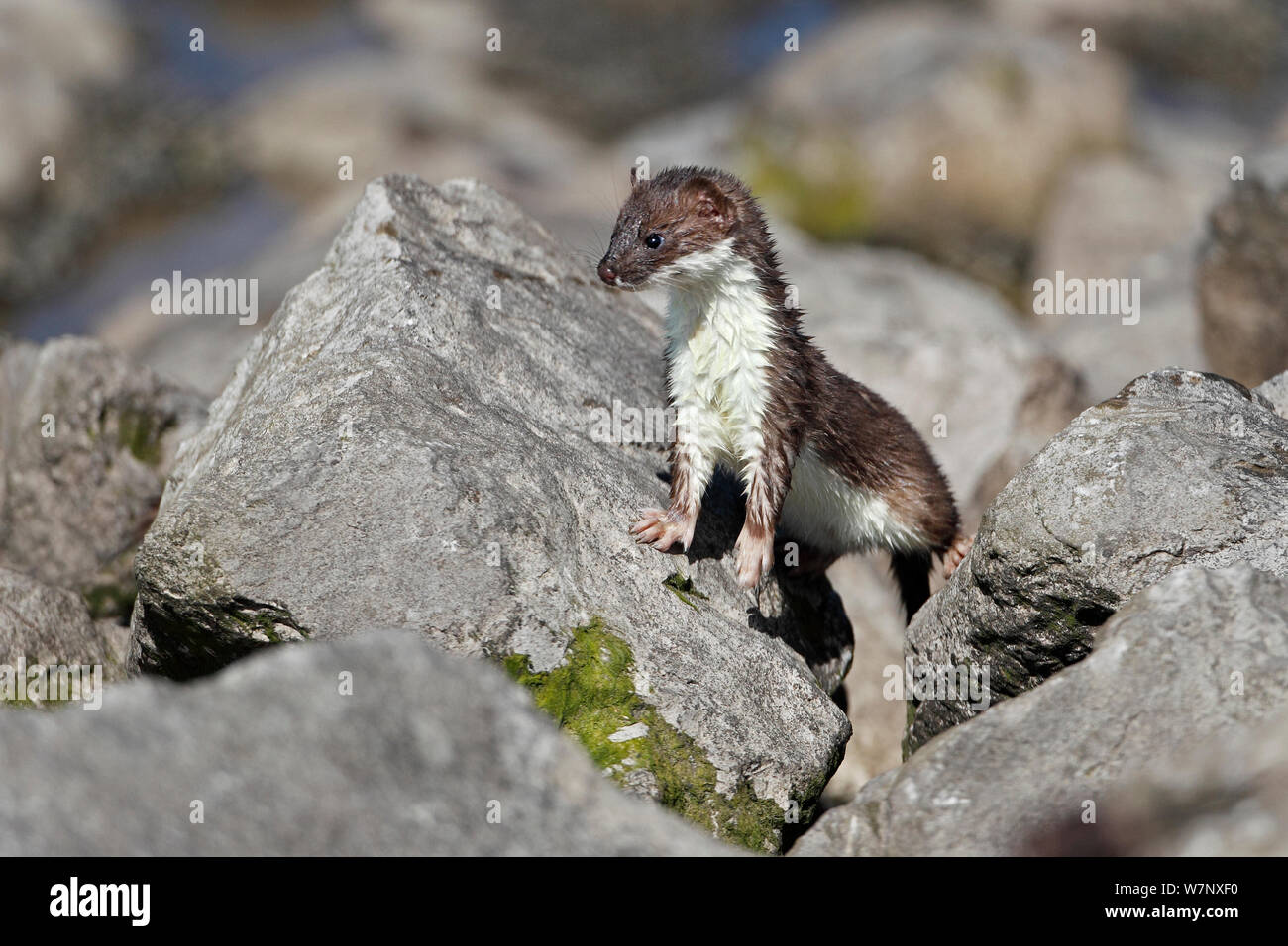 Stoat uk hi-res stock photography and images - Alamy