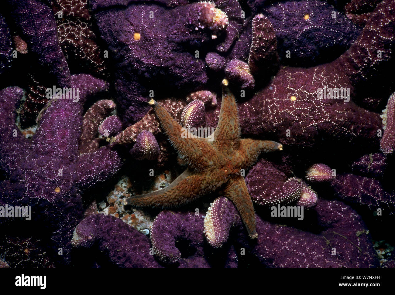 Barnacles feeding hi-res stock photography and images - Alamy