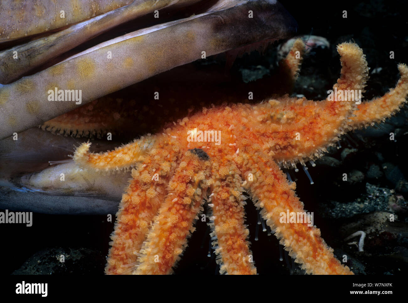Sunflower Sea Star (Pycnopodia helianthoides) scavenging Lingcod ...