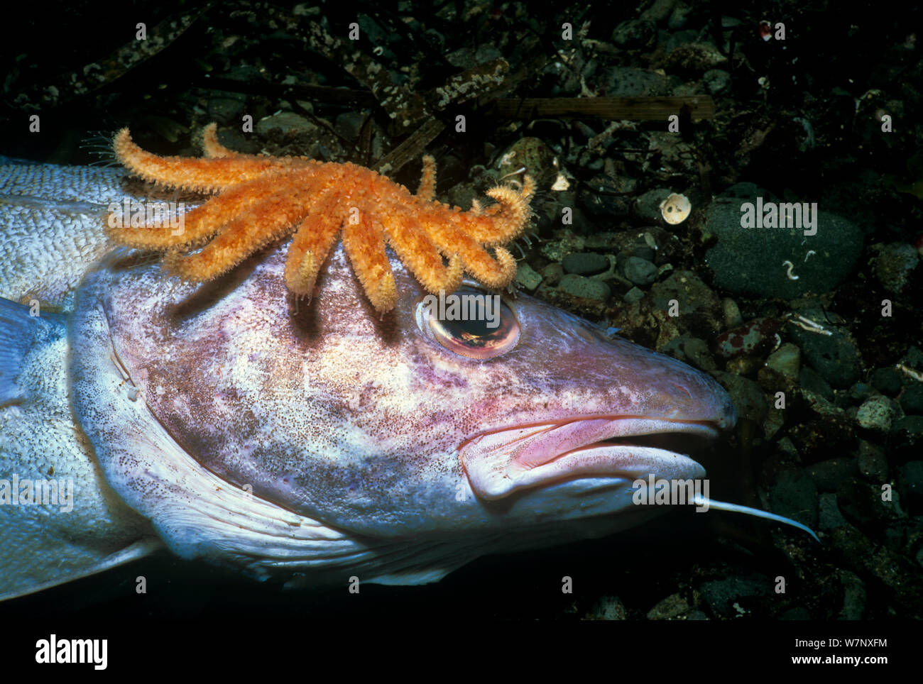 Sunflower Sea Star (Pycnopodia helianthoides) scavenging dead Pacific ...