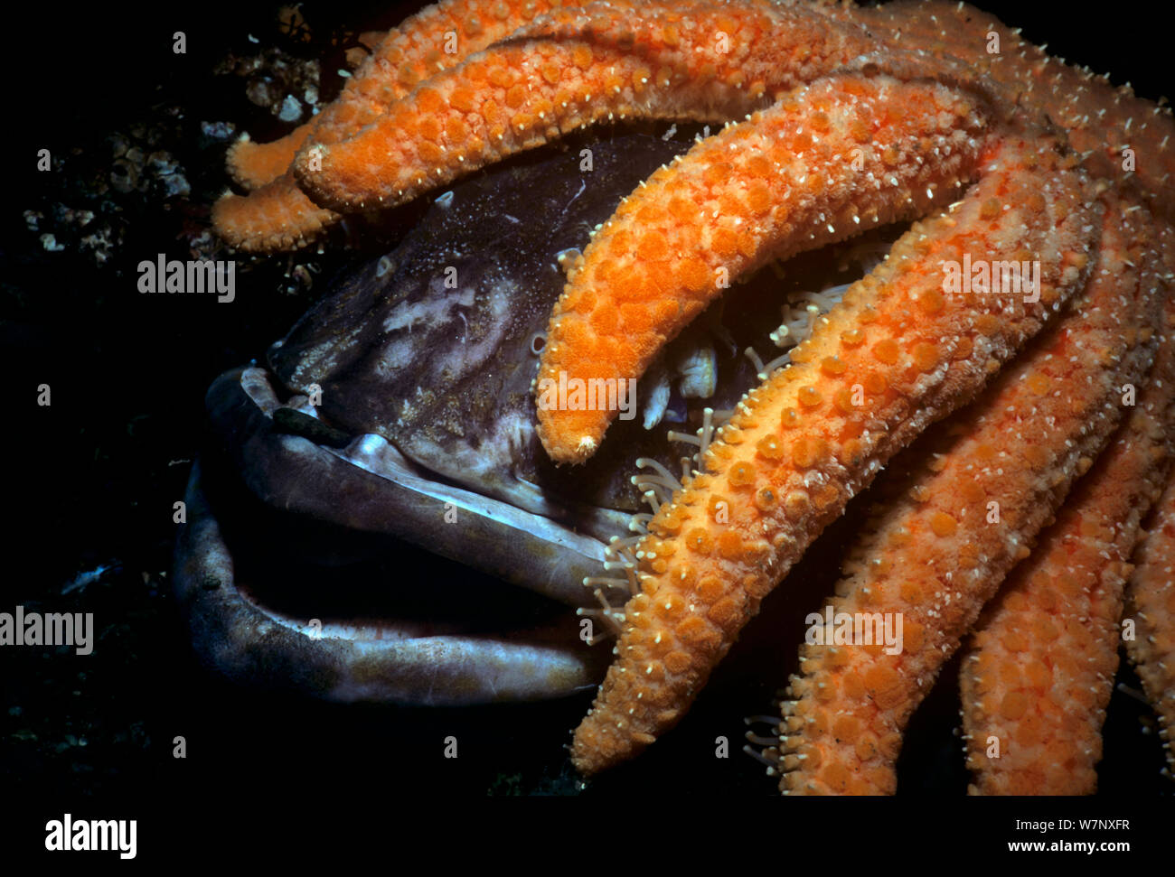 Sunflower Sea Star (Pycnopodia helianthoides) scavenging dead Lingcod ...