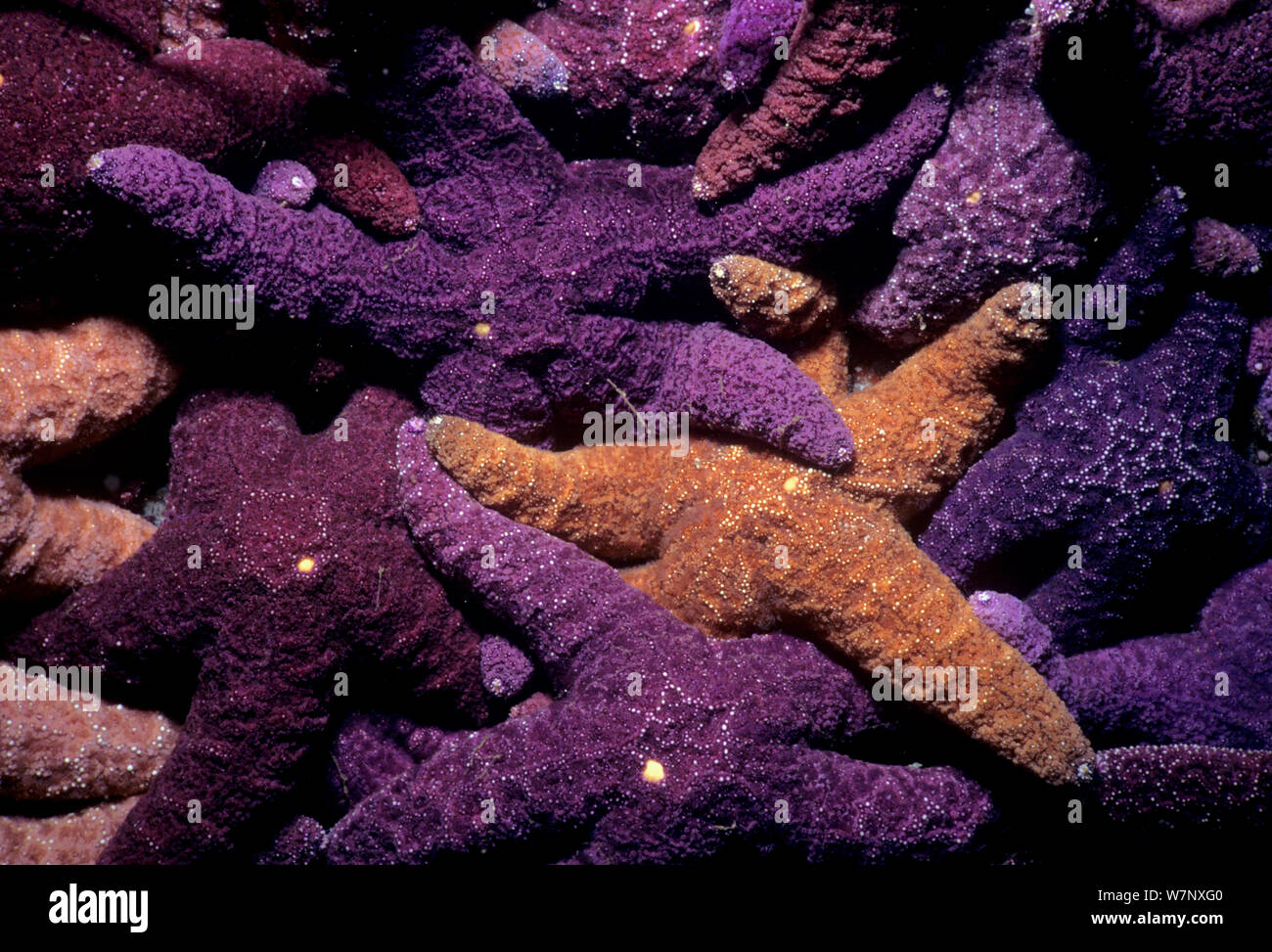 Barnacles feeding hi-res stock photography and images - Alamy