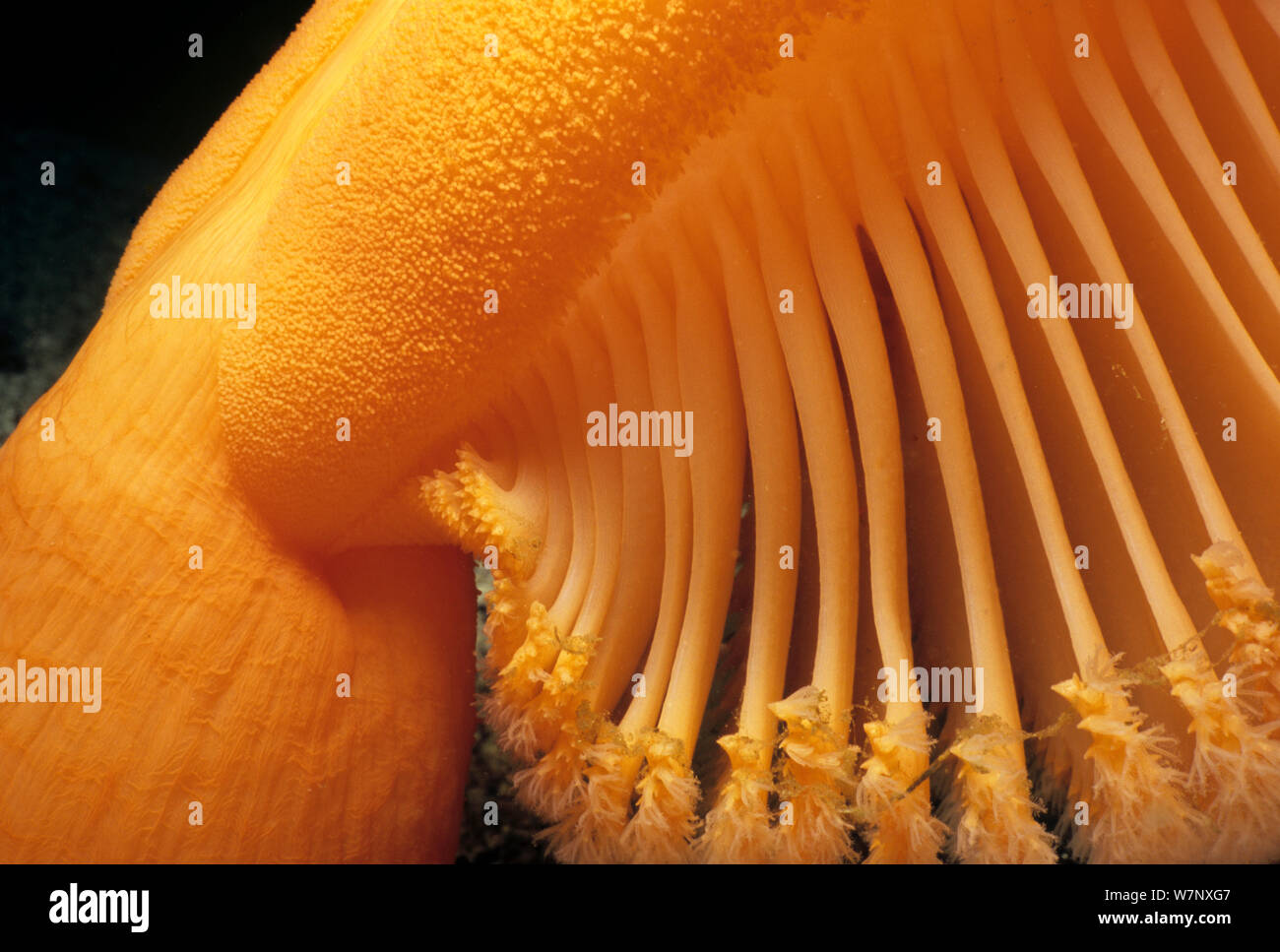 Gurney's Sea Pen (Ptilosarcus gurneyi) close up detail, Queen Charlotte ...