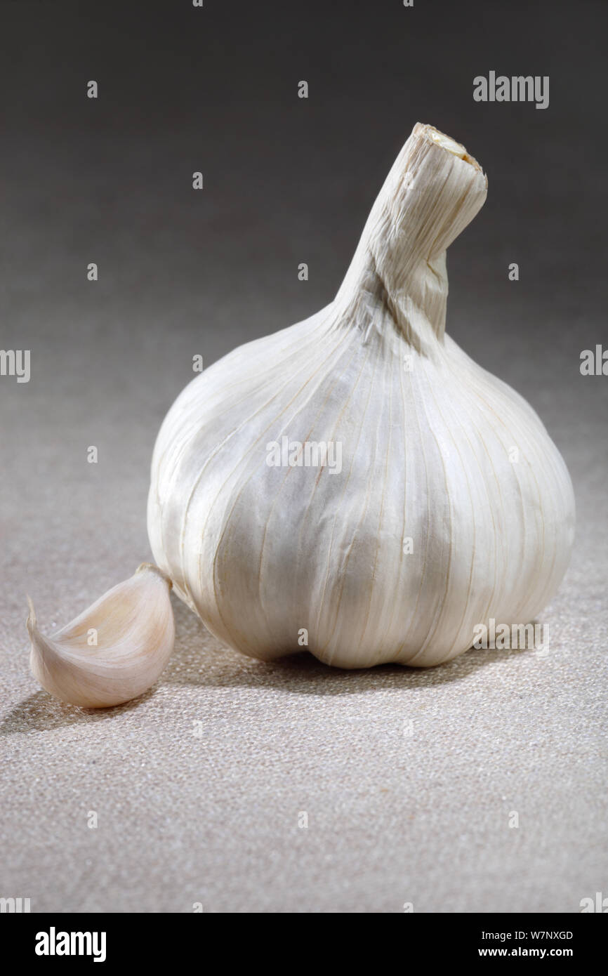 Close up of garlic Stock Photo - Alamy