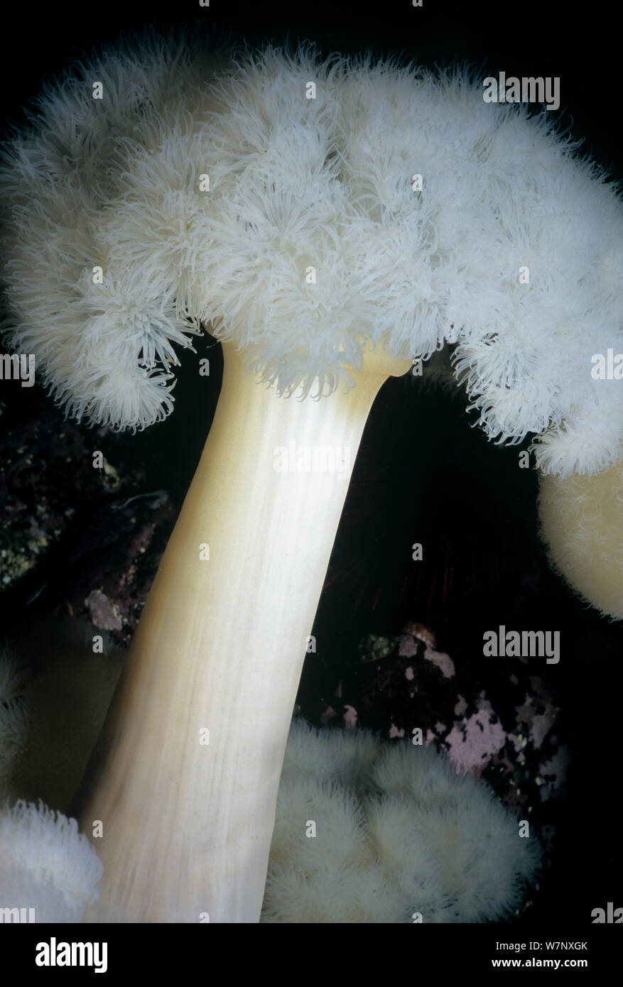 White plumed sea anemone hi-res stock photography and images - Alamy