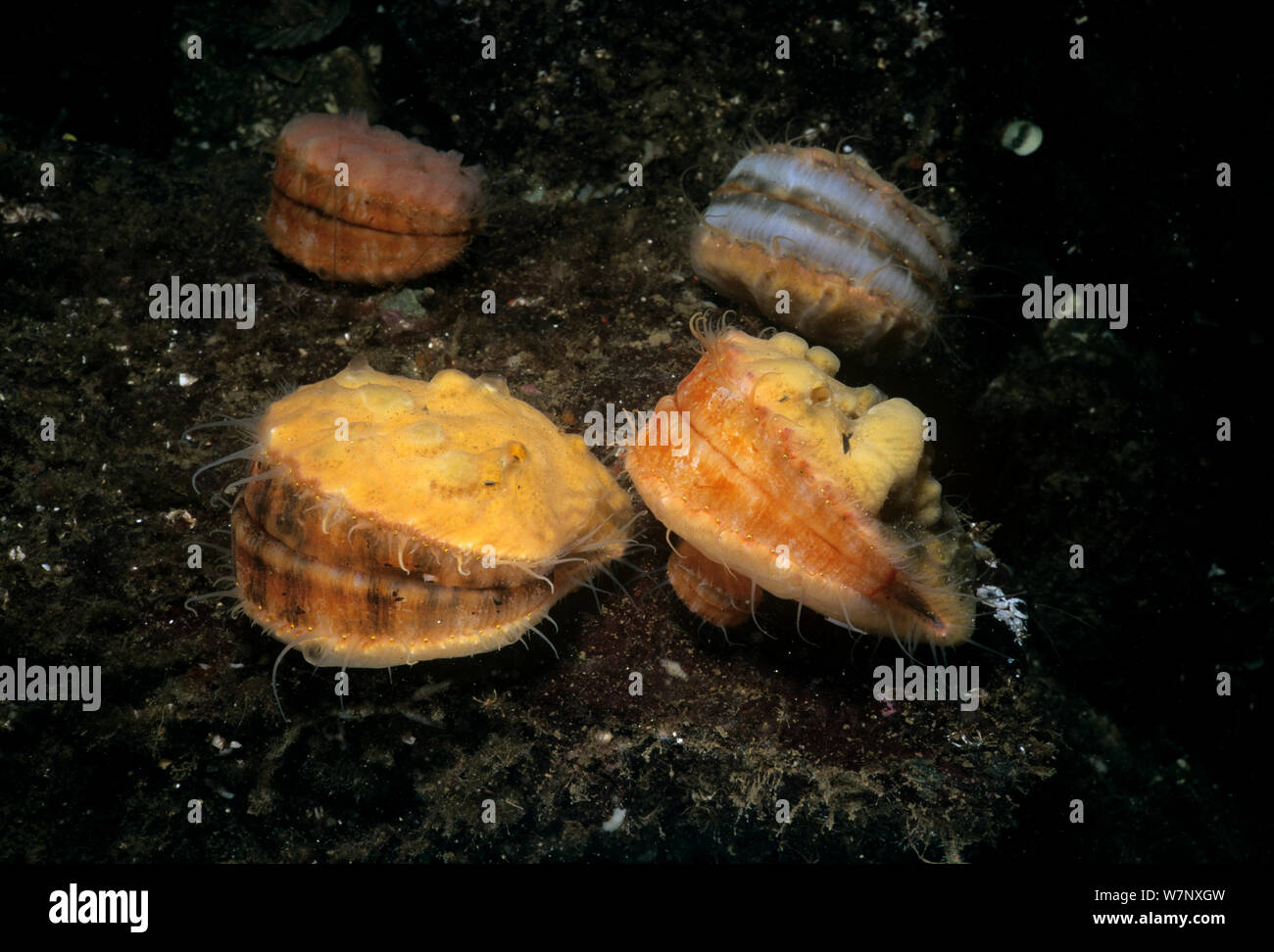 British invertebrates hi-res stock photography and images - Alamy