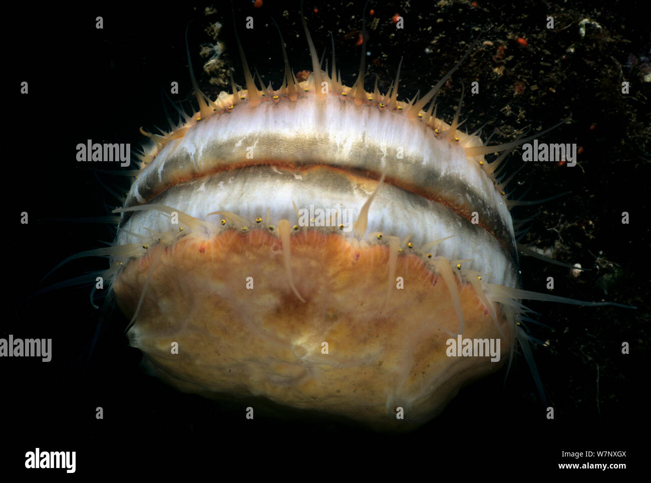 Spiny Pink Scallop (Chlamys hastata) encrusted with sponge showing eyes ...