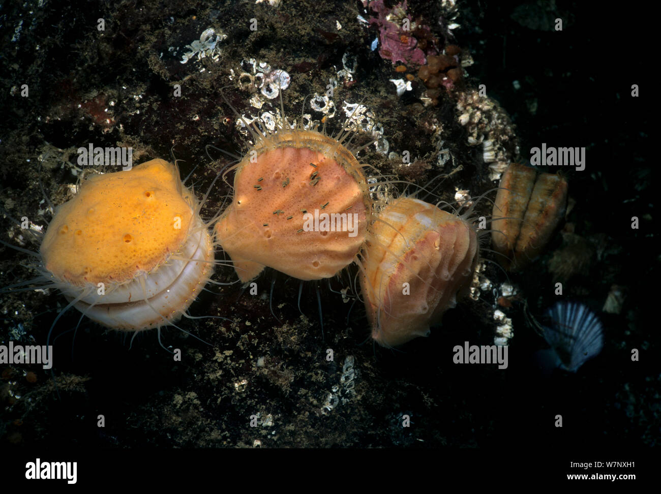 Scallops In Pacific Ocean