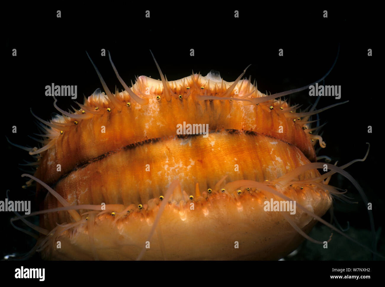 Spiny pink scallop hi-res stock photography and images - Alamy