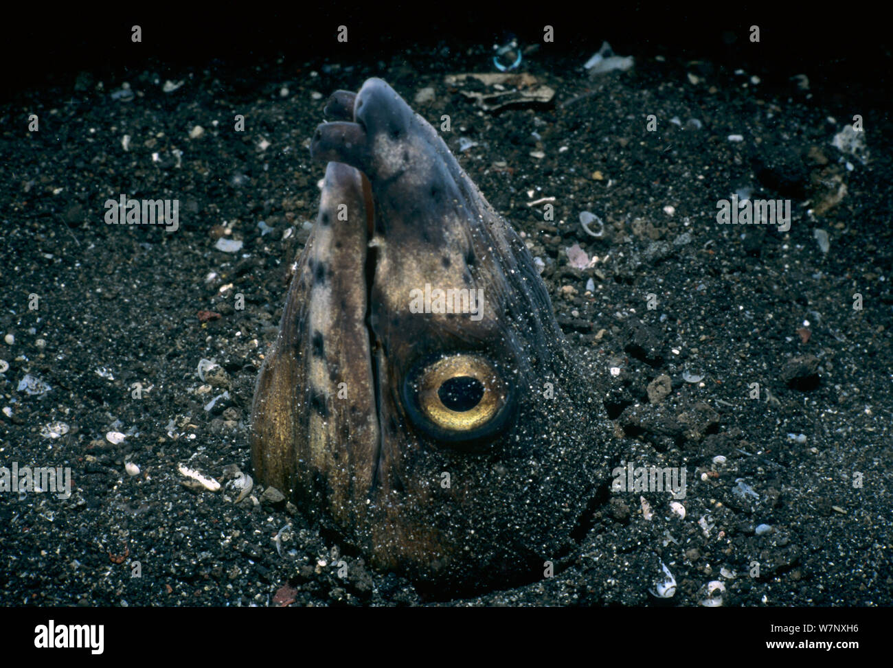 Close-up of High-Fin Snake Eel (Ophichthus altipennis). Lembeh Strait ...
