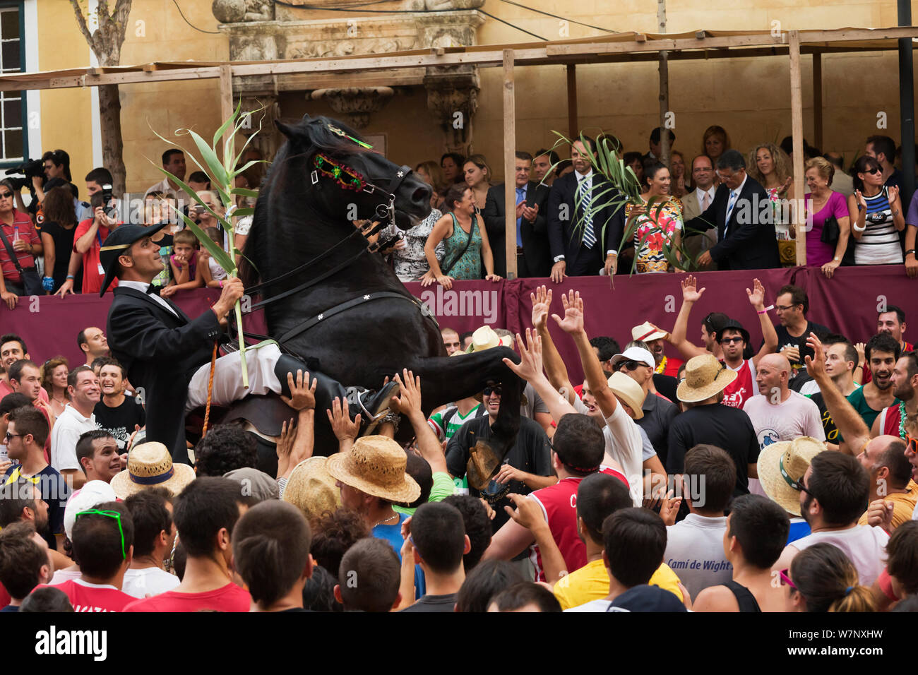 Man riding a black Menorquin stallion, performing the bot or walking ...