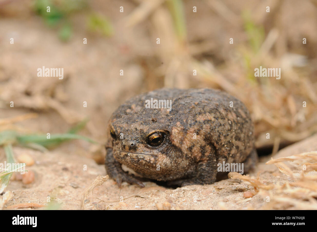 Cape rain frog hi-res stock photography and images - Alamy