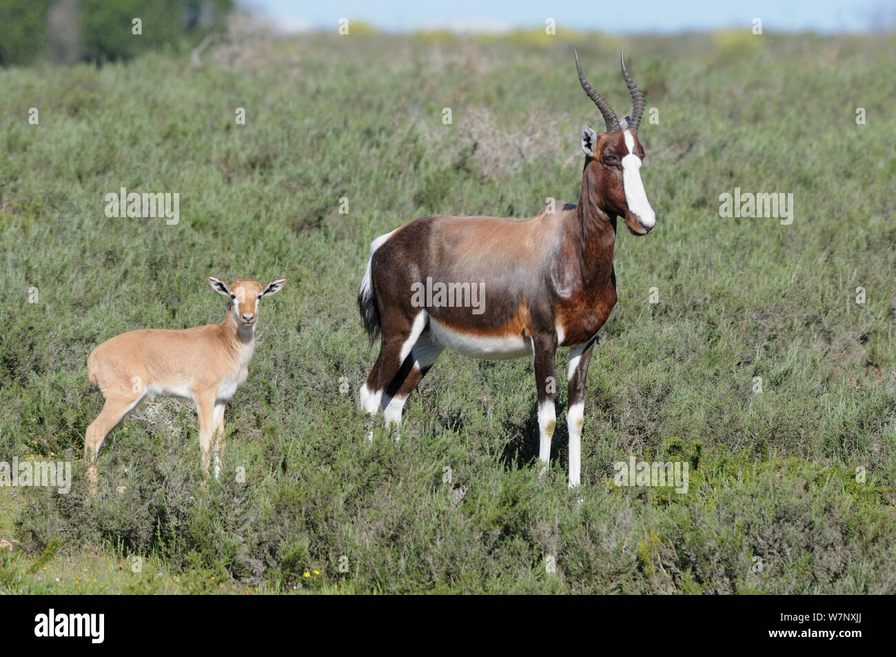 Bonteboks hi-res stock photography and images - Alamy