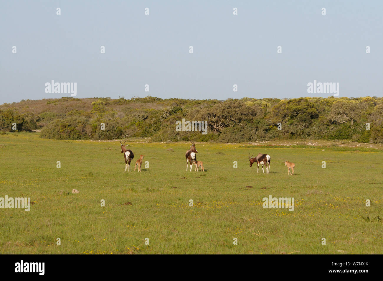 Bontebok (Damaliscus pygargus dorcas), three ewes with their calves ...