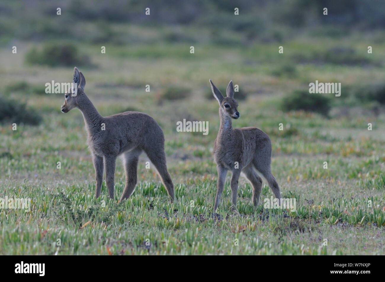 Grey Rhebok (Pelea capreolus), two calves. dseHoop nature reserve ...