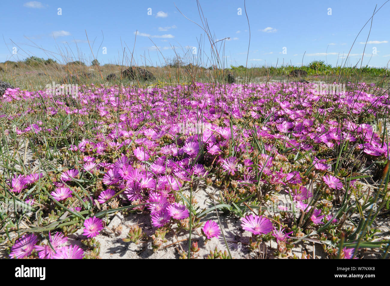 Sandvygie (Ruschia gemimiflora). deHoop nature reserve, Western Cape ...
