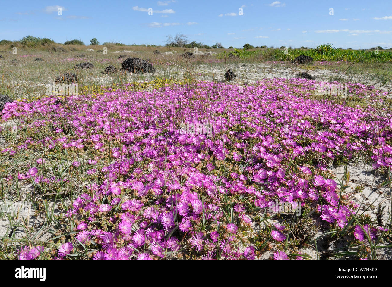 Sandvygie (Ruschia gemimiflora) deHoop nature reserve, Western Cape ...