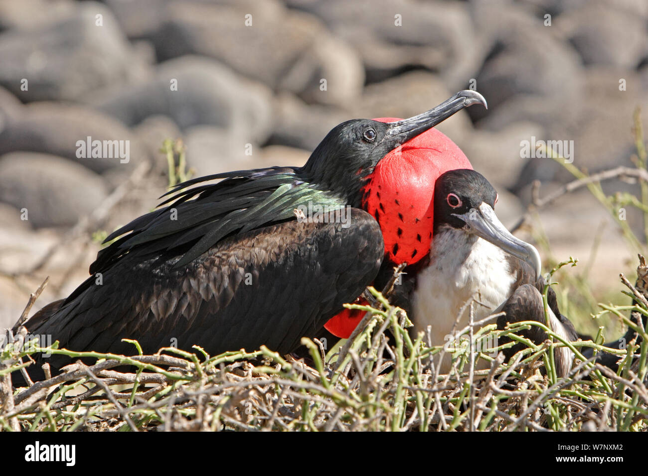 Frigate Bird Male And Female