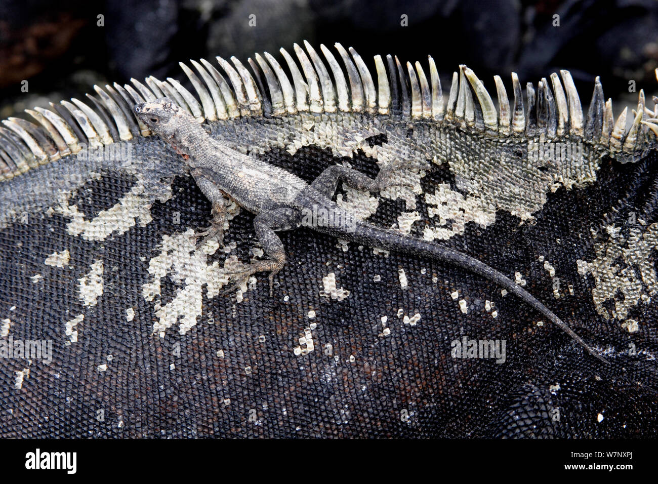 Lava Lizard (Tropidurus sp.) on back of Marine Iguana (Amblyrhynchus ...