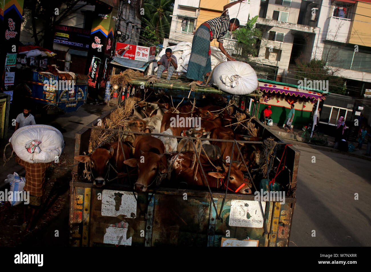 Dhaka, Bangladesh. 6th Aug, 2019. Cattle traders gather in Dhaka, as they try to sell livestock ...