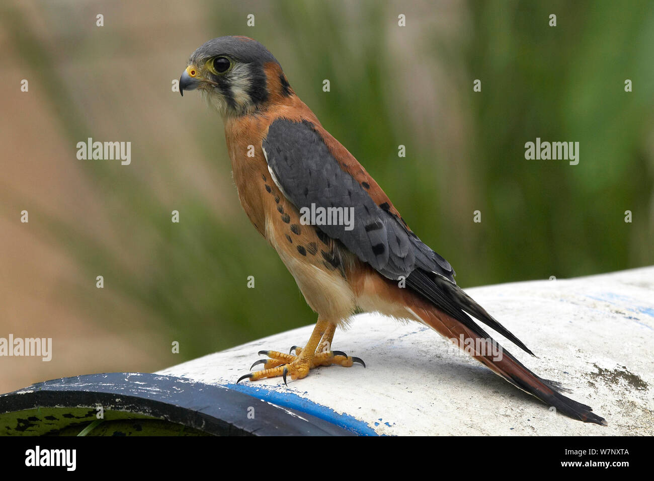 American Kestrel (Falco sparverius ochraceus) Colombian subspecies with ...