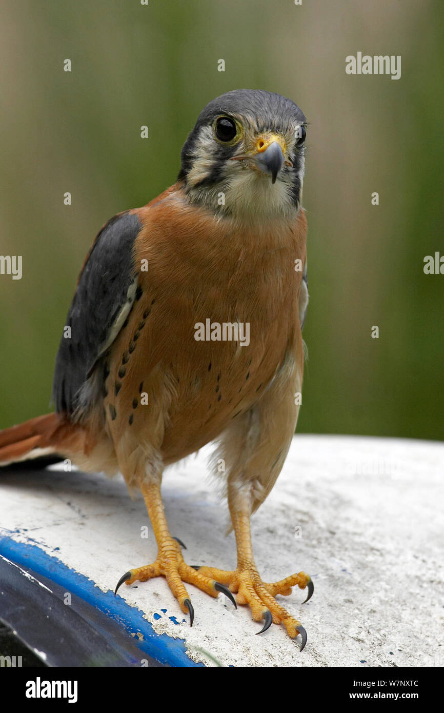 American Kestrel (Falco sparverius ochraceus) colombian subspecies with ...