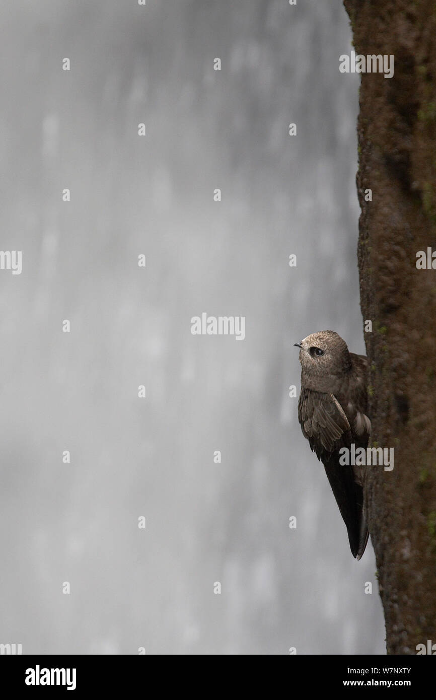 Great Dusky Swift (Cypseloides senex) perched on cliff in front of ...