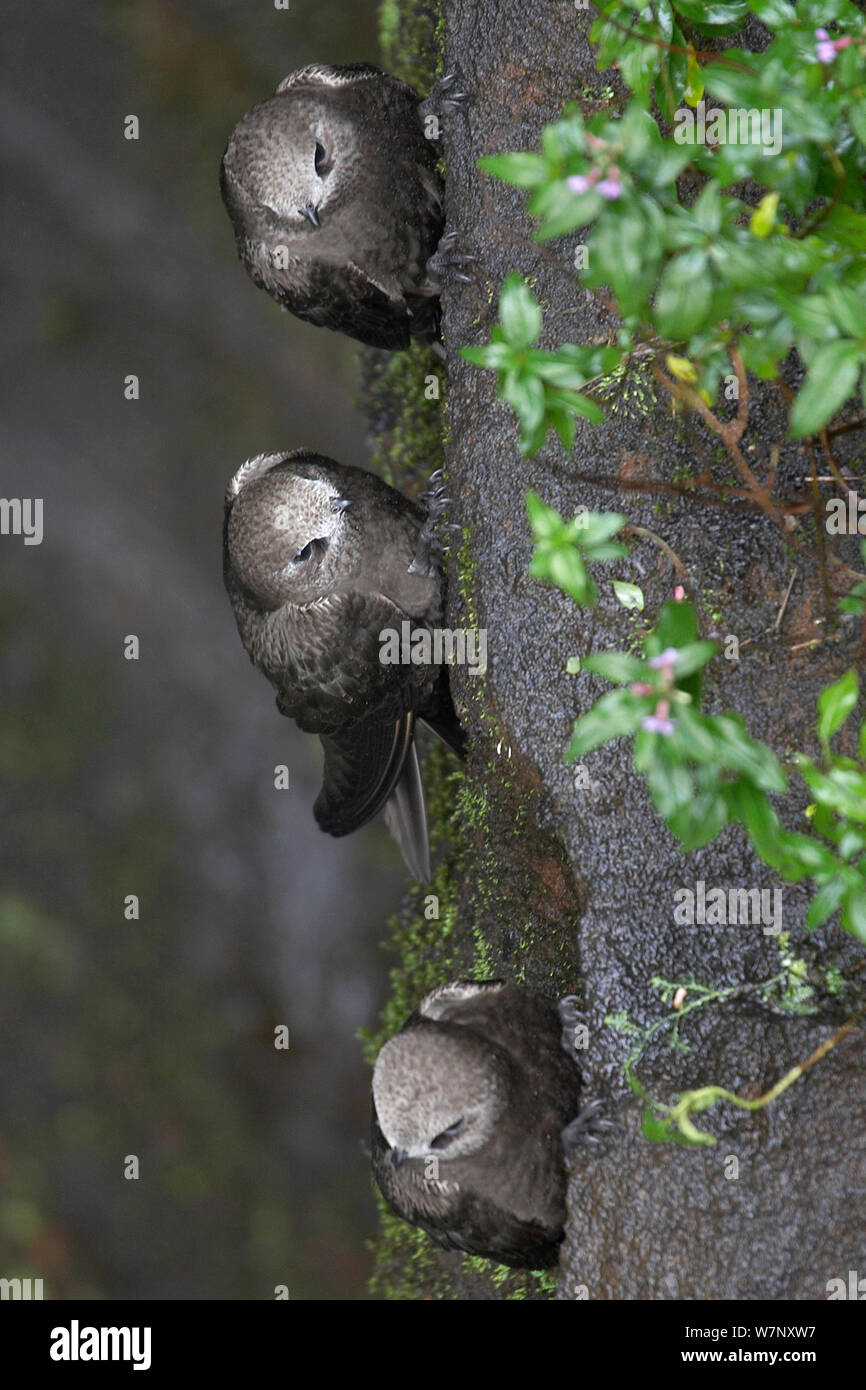 Great Dusky Swifts (Cypseloides senex) perched on cliff in front of ...